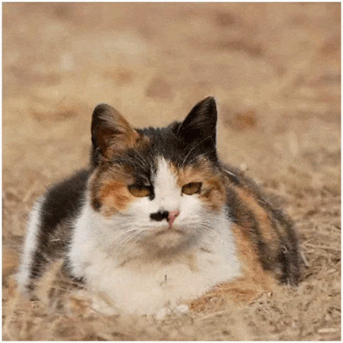 Cat Question Mark Gif